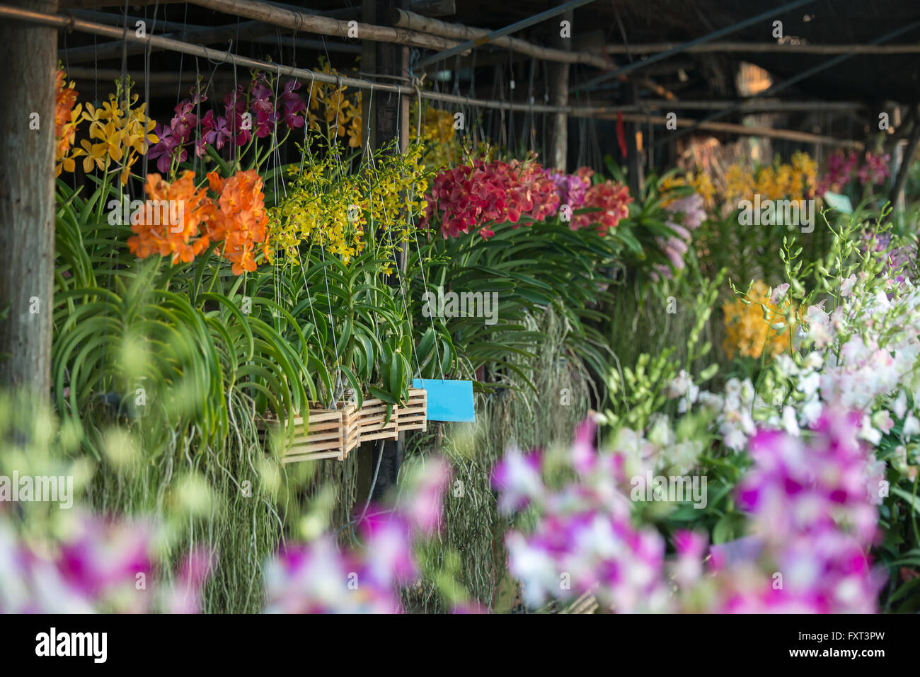 Orchid nursery hi-res stock photography and images - Alamy