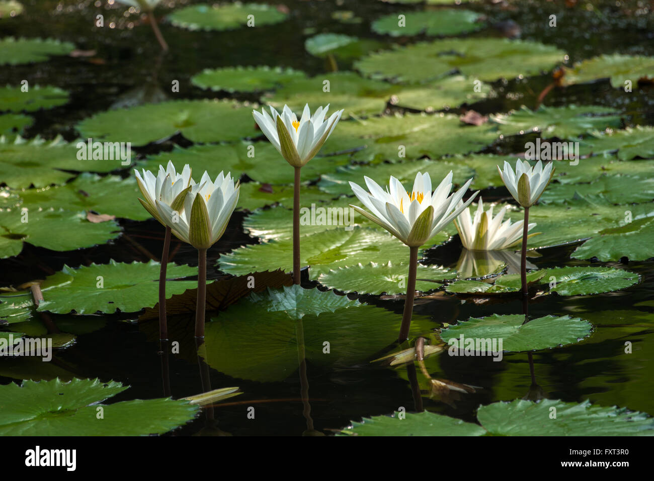 white water lily in the pond Stock Photo - Alamy
