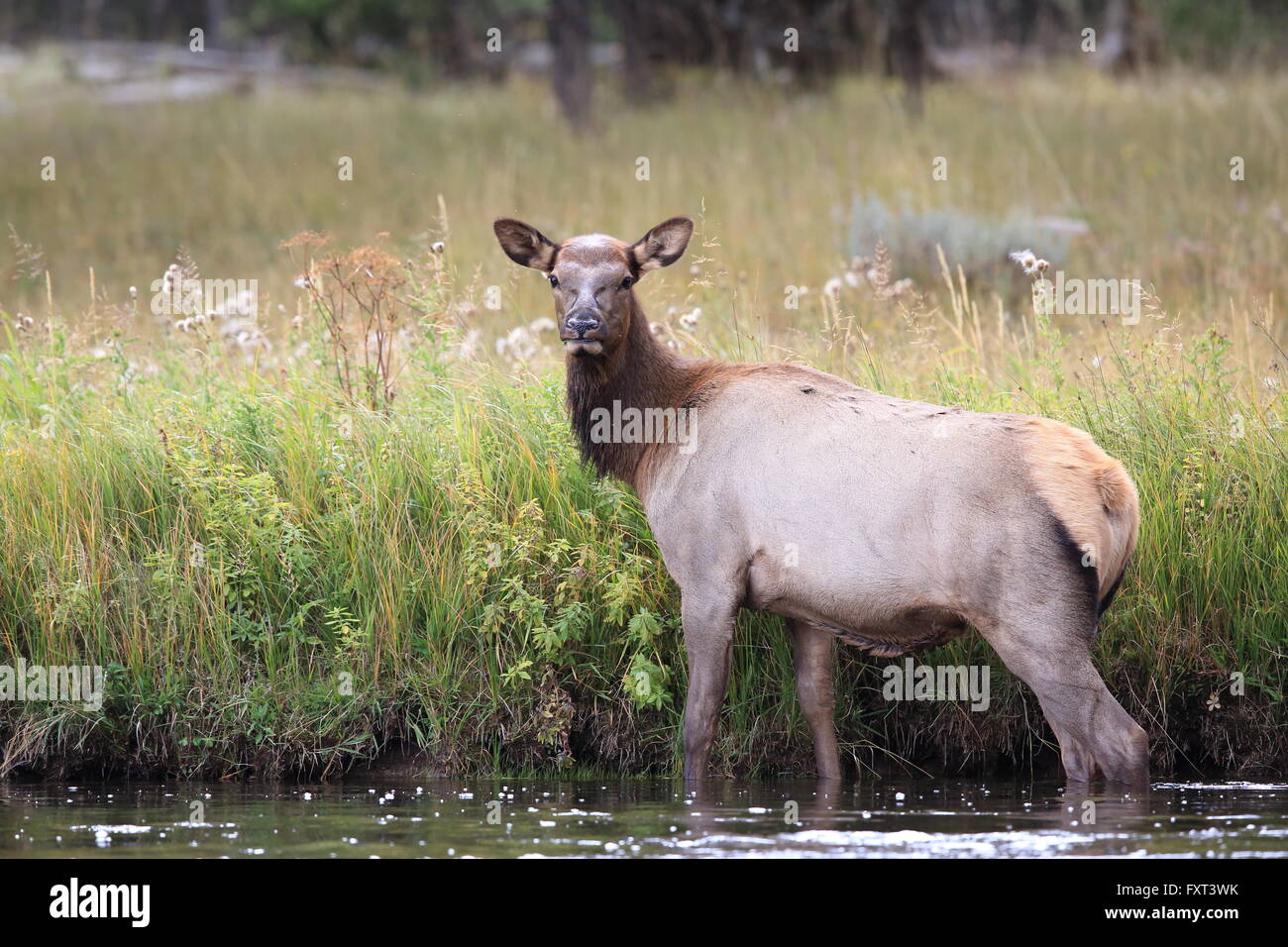 Alces wapiti cervus canadensis hi-res stock photography and images - Alamy