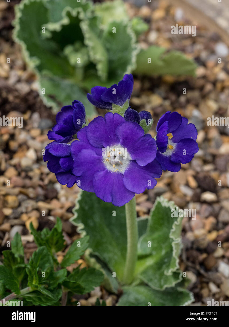 Primula x Kusum Krishma flower Stock Photo - Alamy