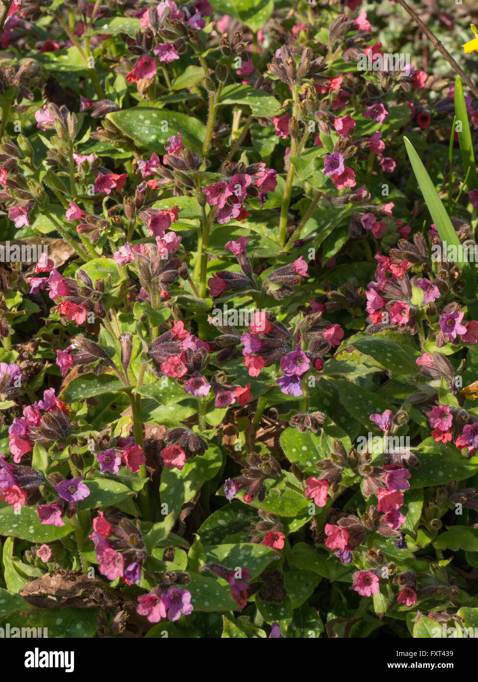 Pulmonaria hi-res stock photography and images - Alamy