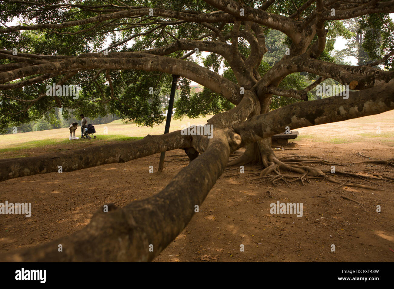 Java fig tree hi-res stock photography and images - Alamy