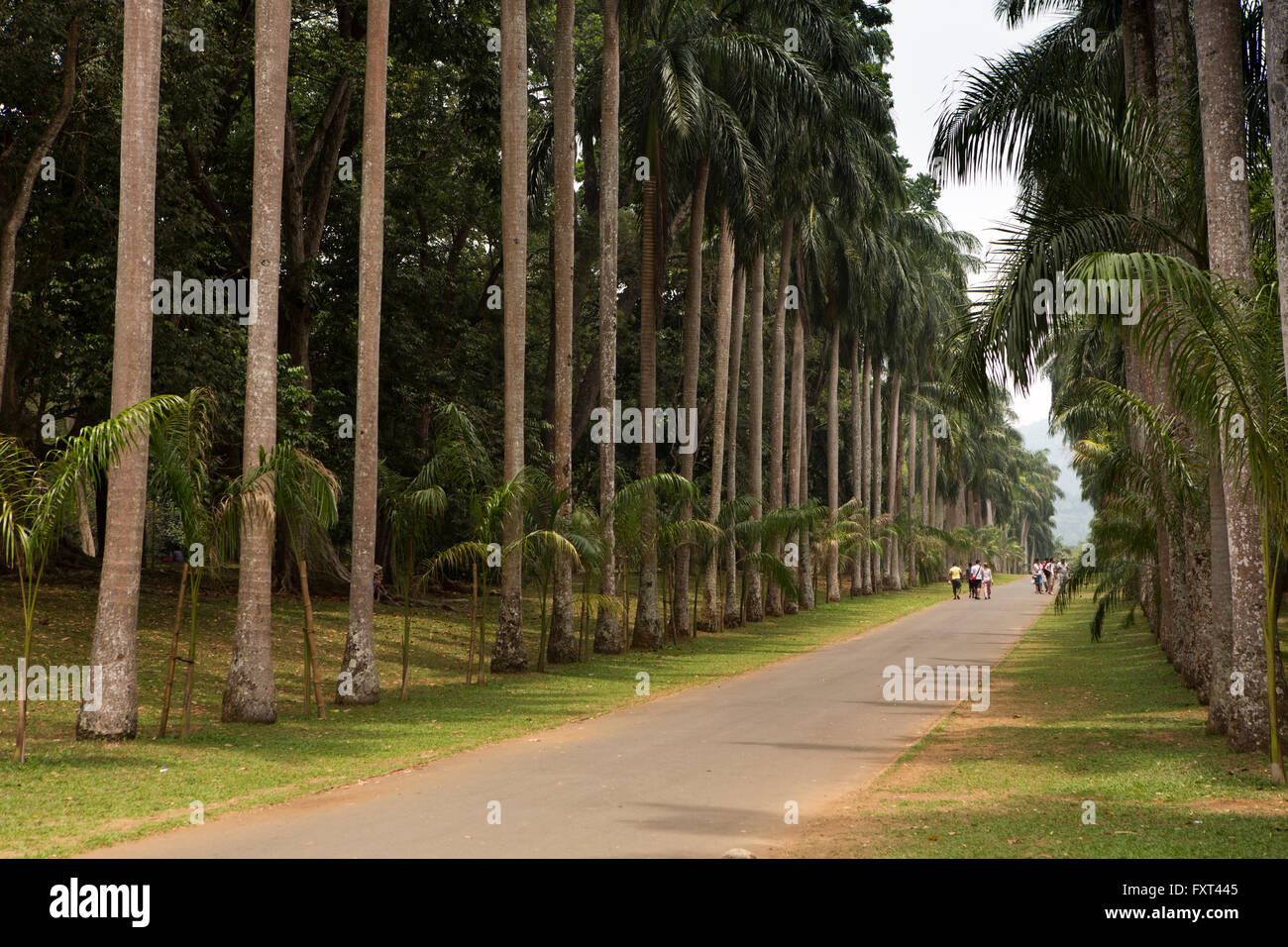 Sri Lanka, Kandy, Peradeniya Botanical Gardens, Royal Palm Avenue Stock ...