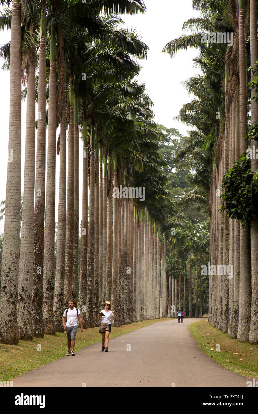 Sri Lanka, Kandy, Peradeniya Botanical Gardens, Cabbage Palm Avenue ...
