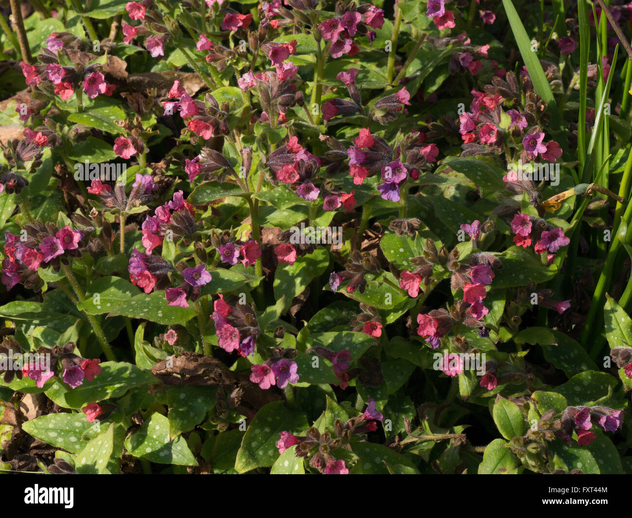 Red lungwort pulmonaria rubra hi-res stock photography and images - Alamy