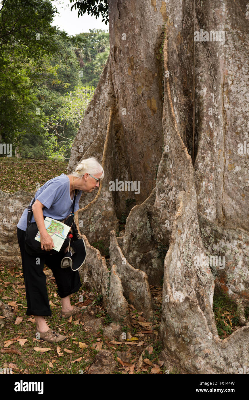 Sri Lanka, Kandy, Peradeniya Botanical Gardens, tourist amongst Giant ...