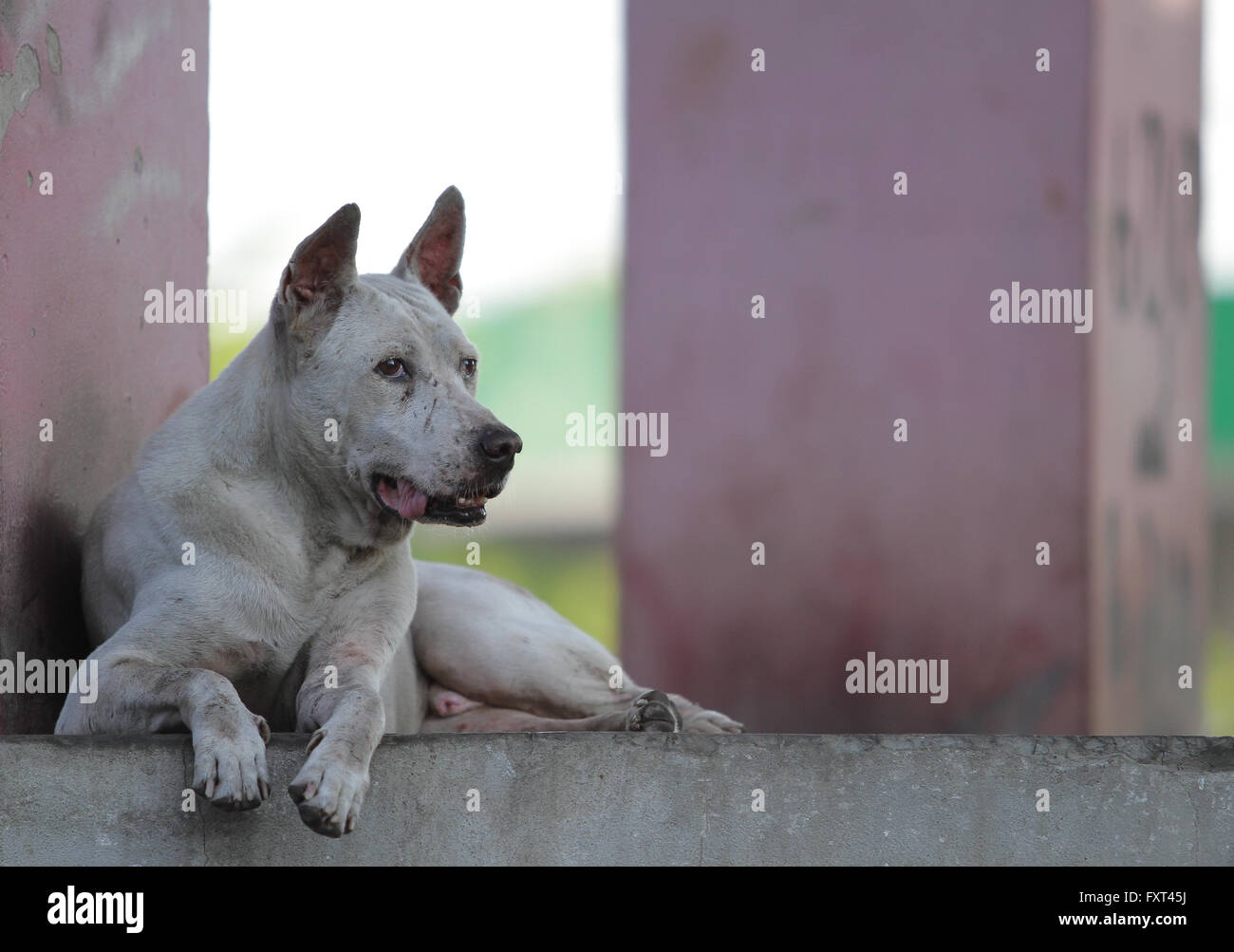 Dog with one eye hi-res stock photography and images - Alamy