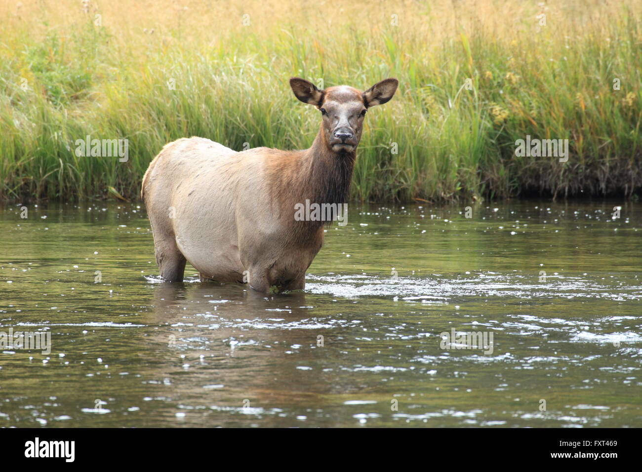 Alces wapiti cervus canadensis hi-res stock photography and images - Alamy