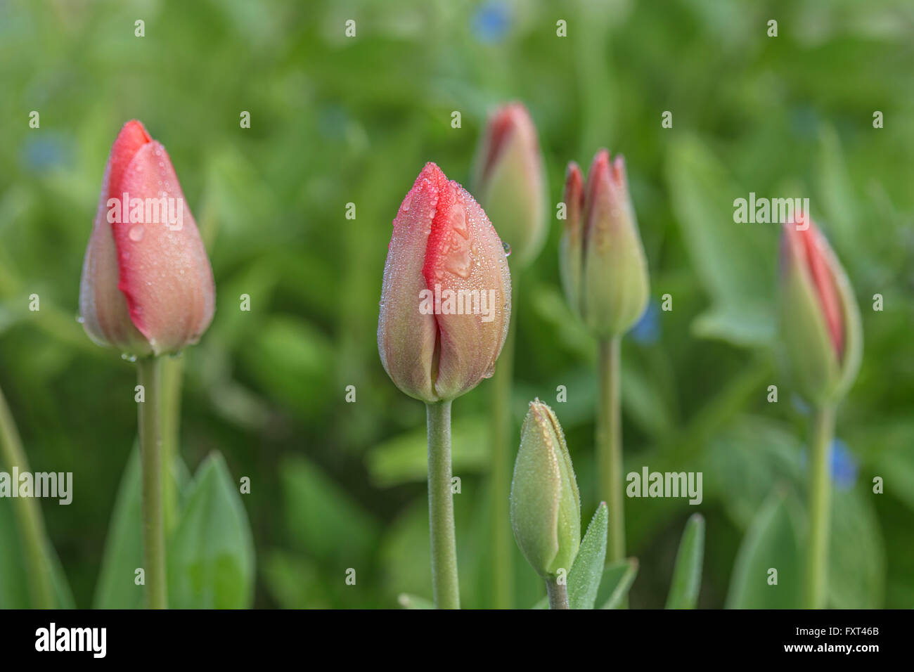 Unopened flowers hi-res stock photography and images - Alamy