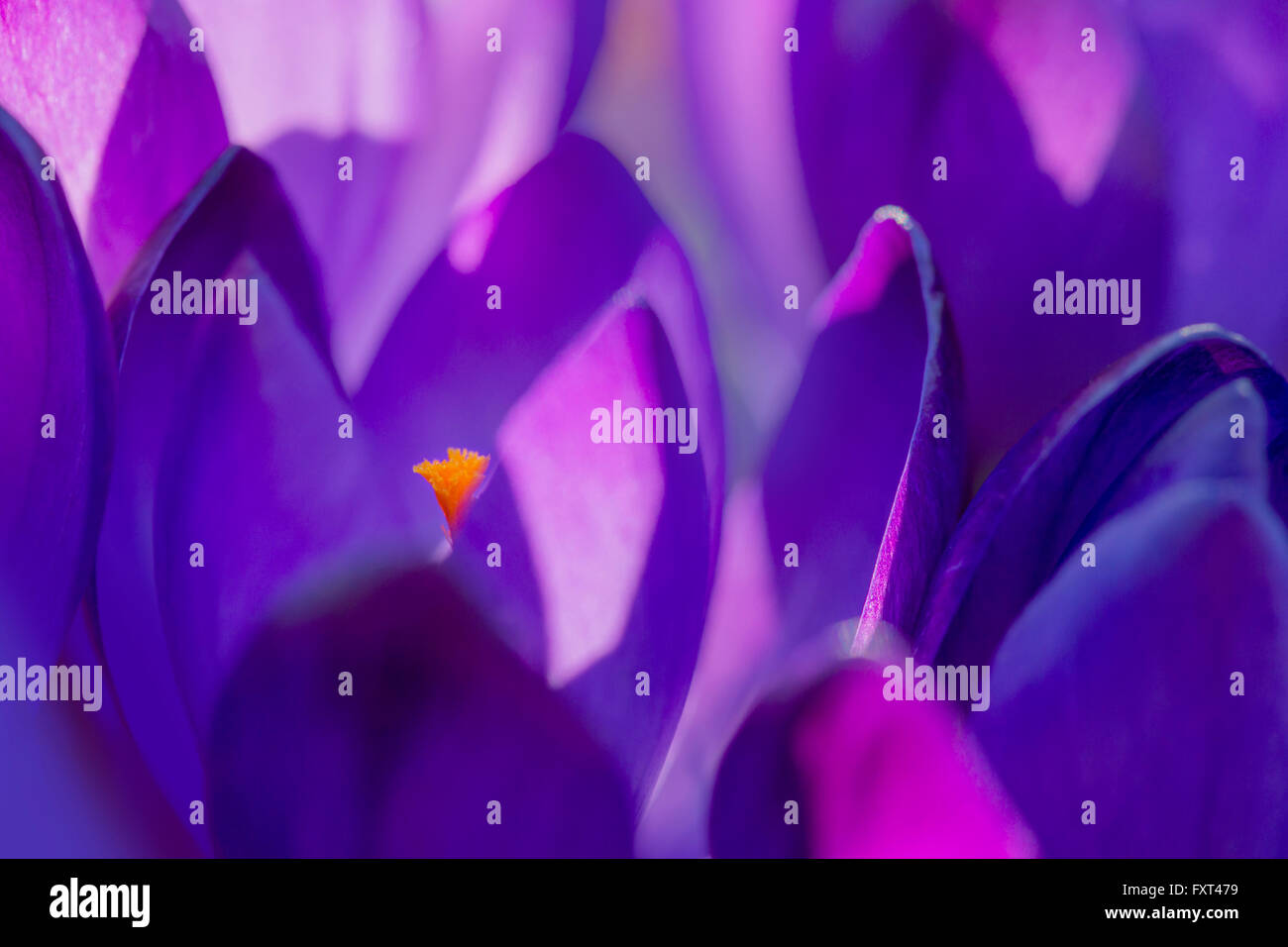 Purple crocus hi-res stock photography and images - Alamy