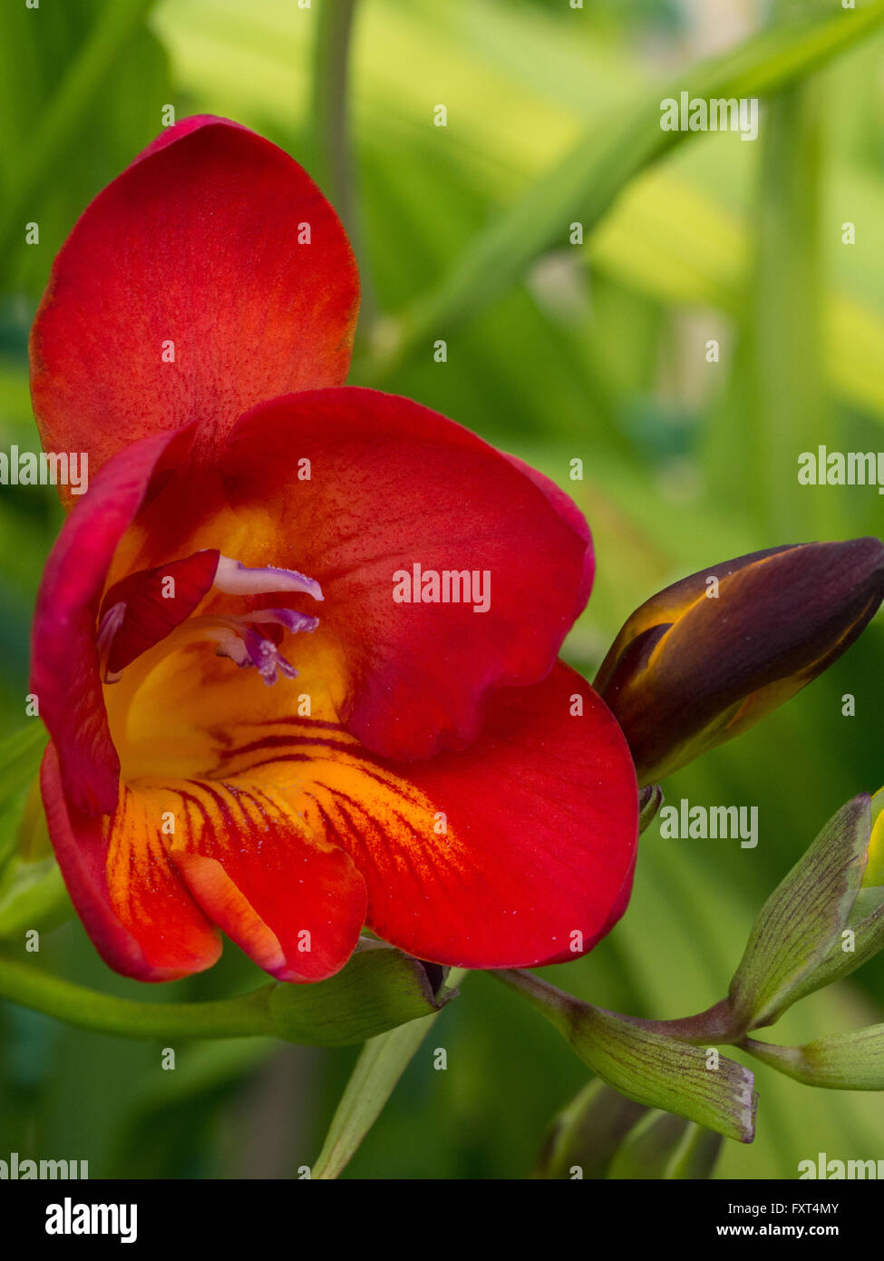 Single red freesia flower Stock Photo - Alamy