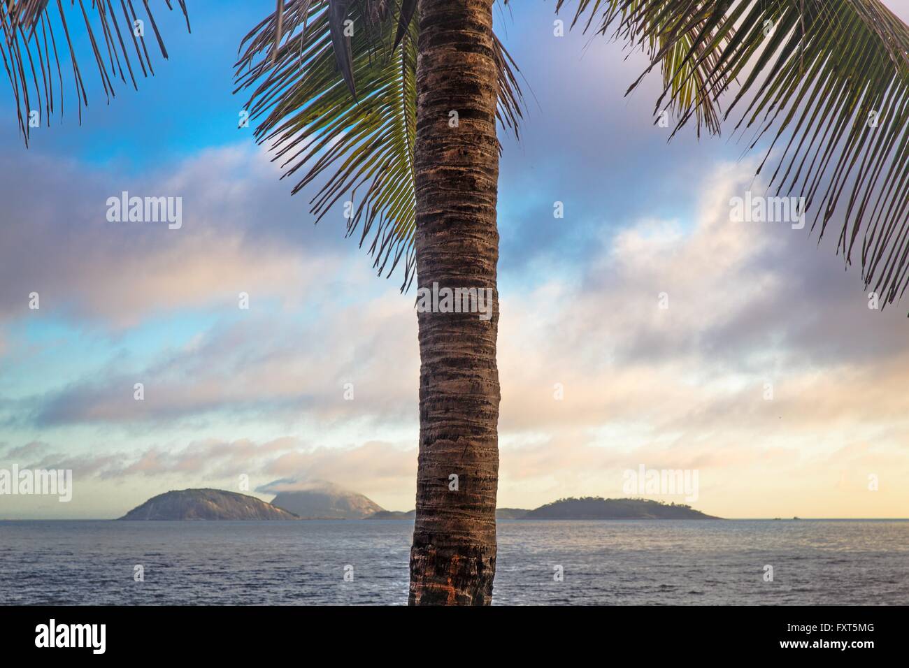 Brazilian palm tree hi-res stock photography and images - Alamy