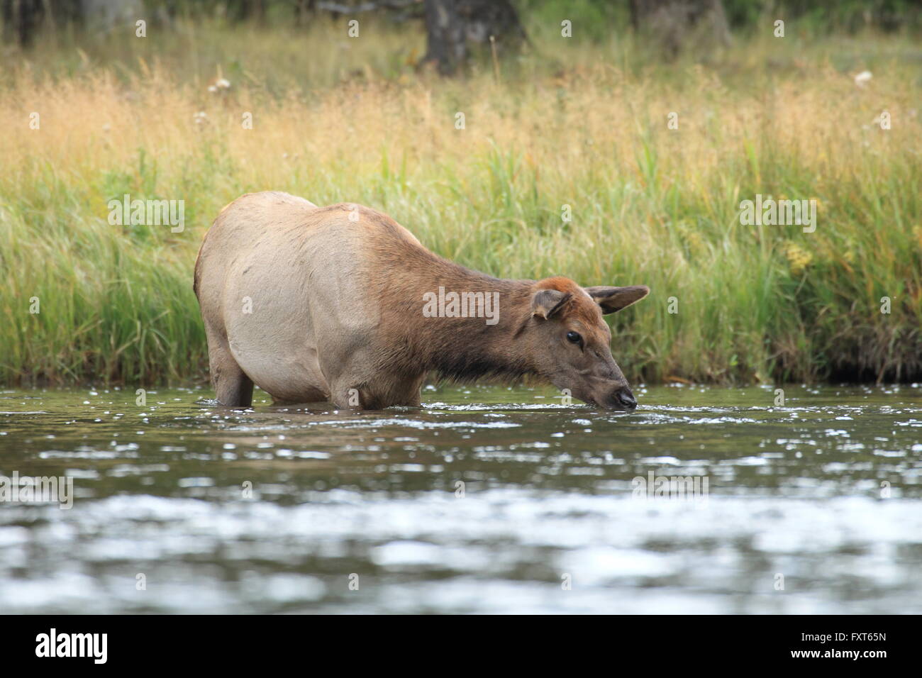 Alces wapiti cervus canadensis hi-res stock photography and images - Alamy