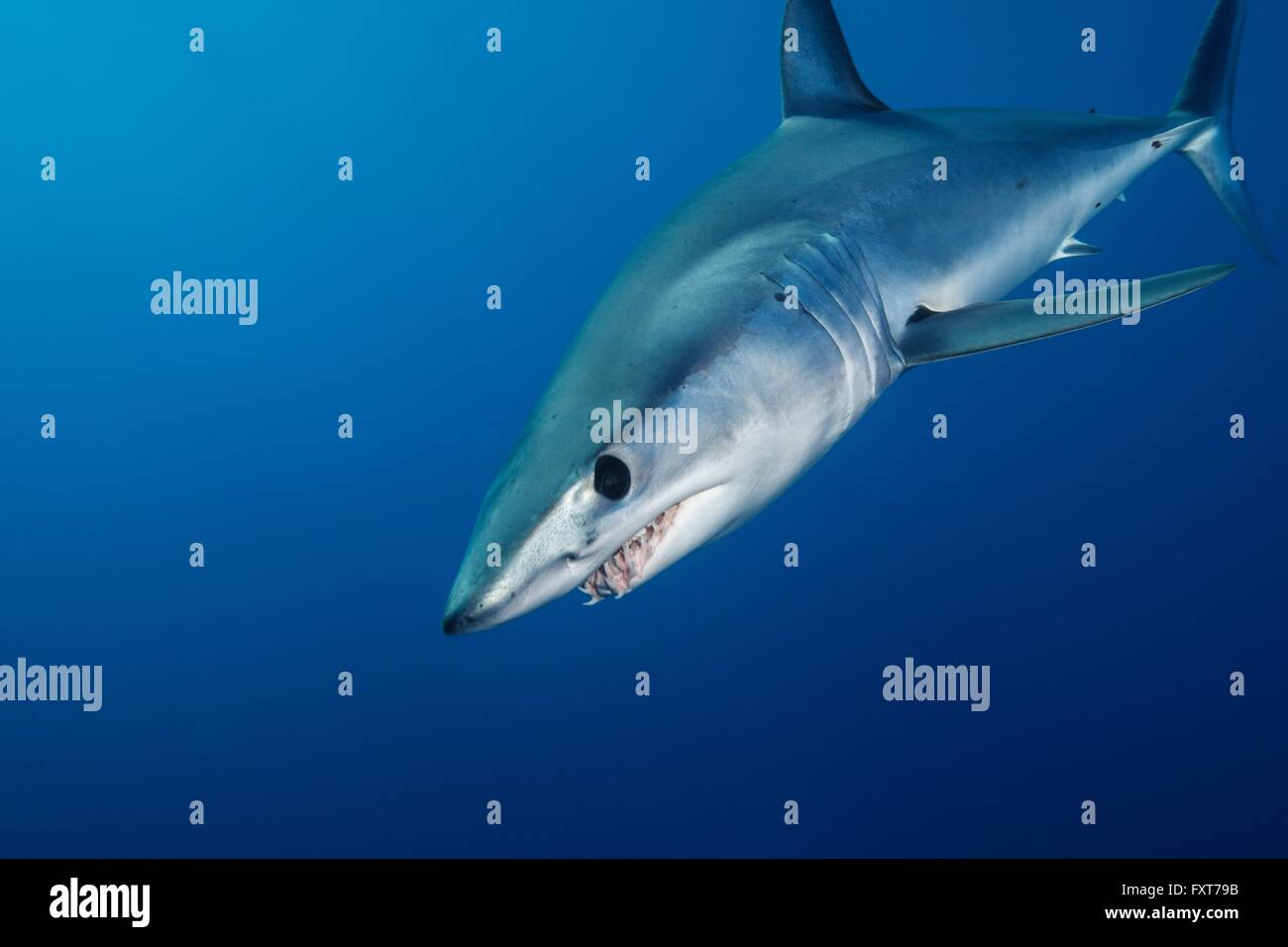 Underwater view of menacing shortfin mako shark (Isurus oxyrinchus ...