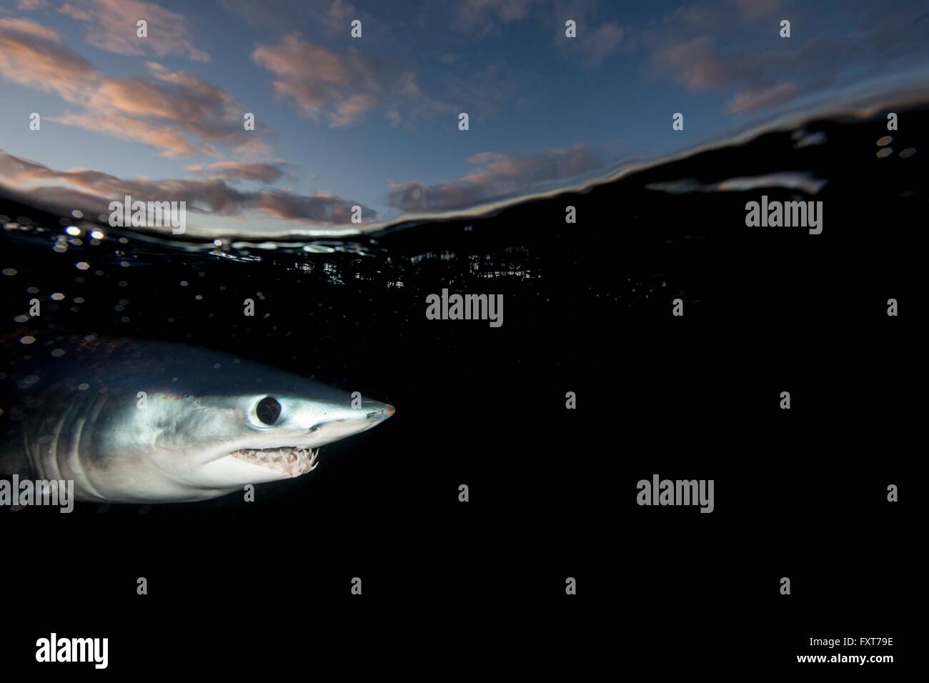 Underwater view of shortfin mako shark (Isurus oxyrinchus) swimming ...