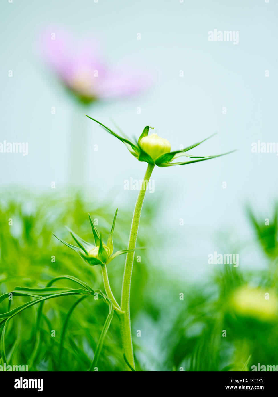 Close up of green flower bud in garden Stock Photo - Alamy
