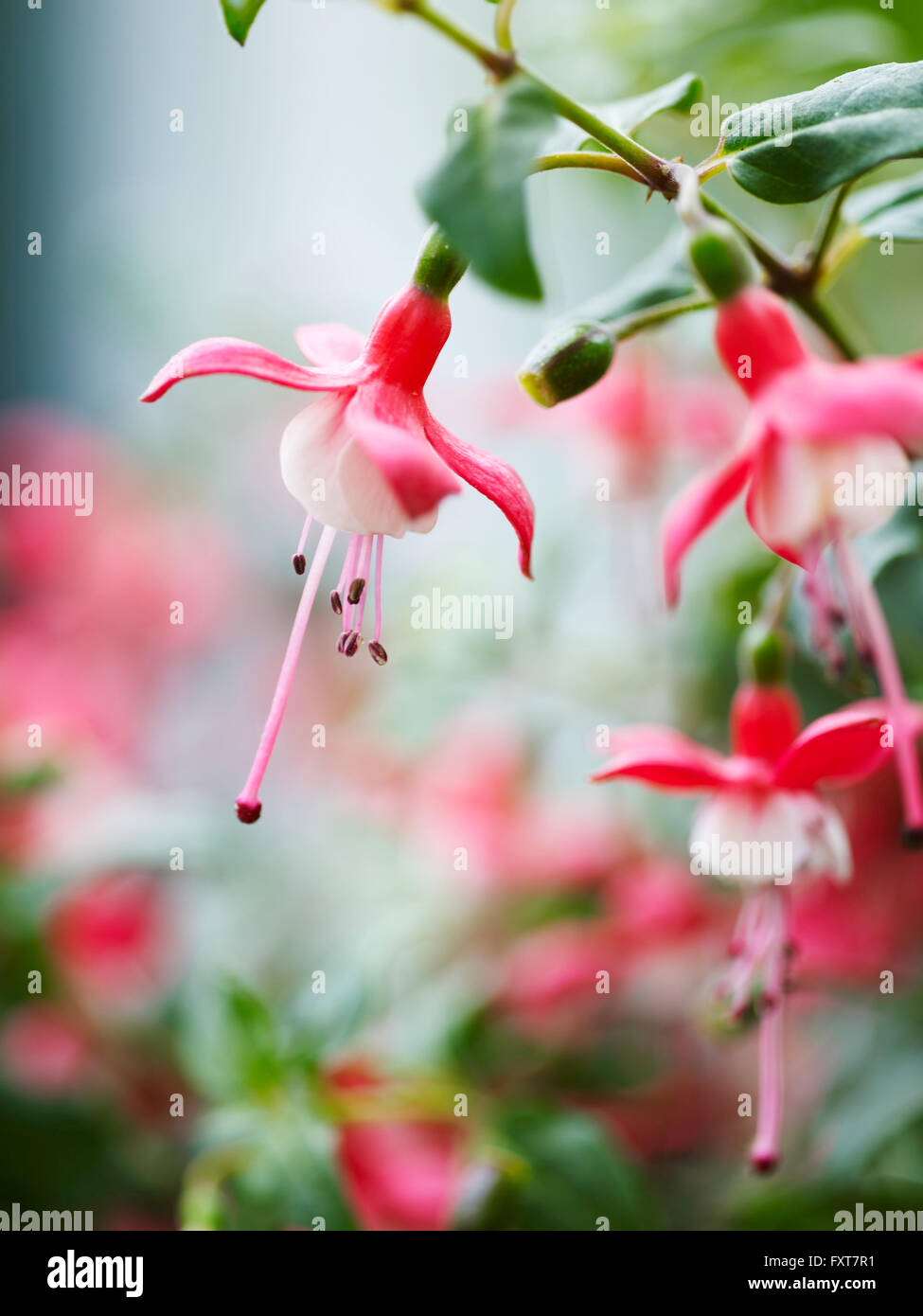 Close up of pink flower from fuchsia garden plant Stock Photo - Alamy