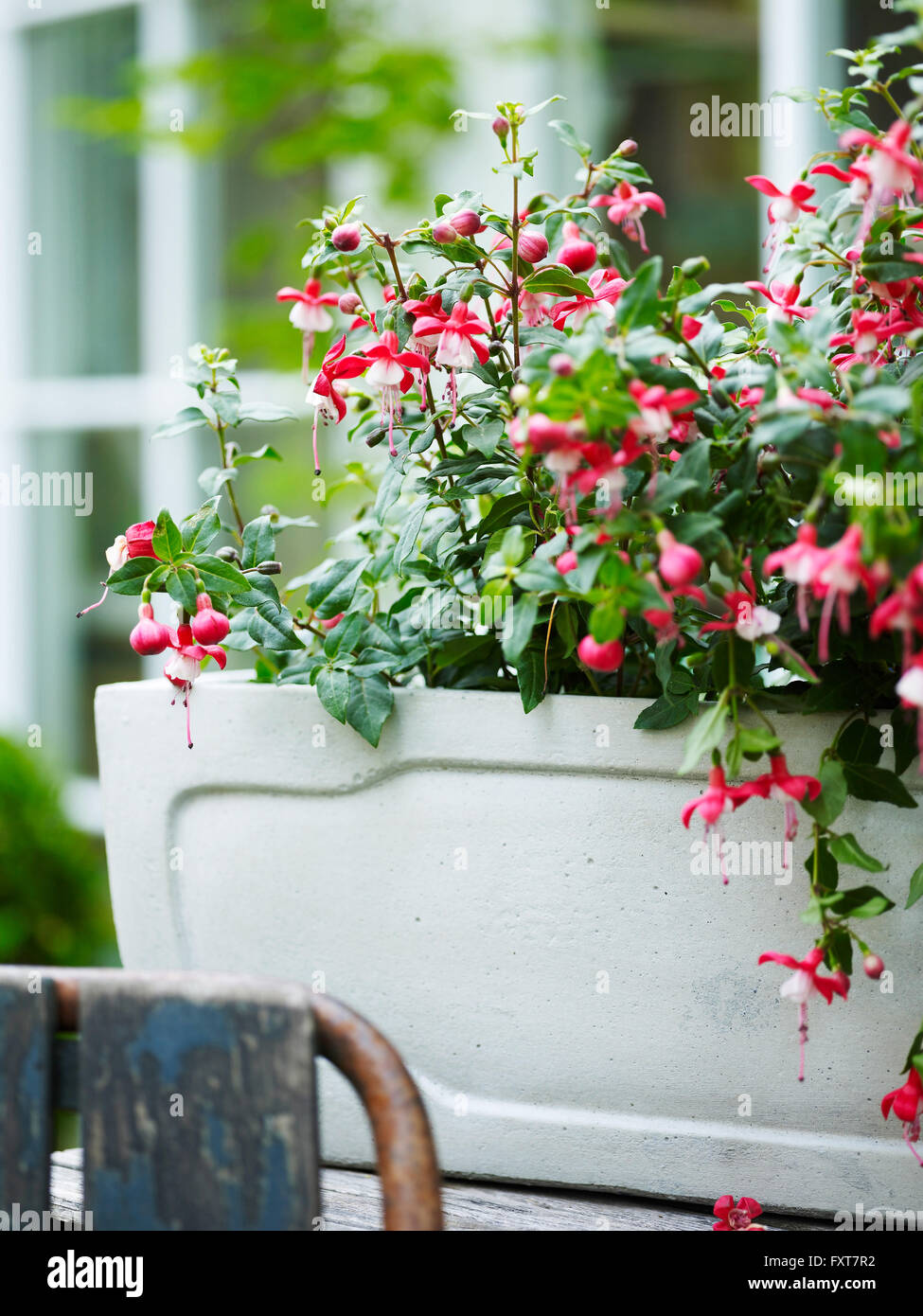 Fuchsia and pot hi-res stock photography and images - Alamy