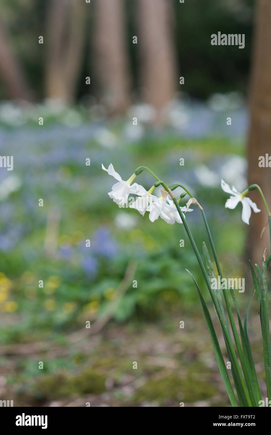Multi headed flowers hi-res stock photography and images - Alamy