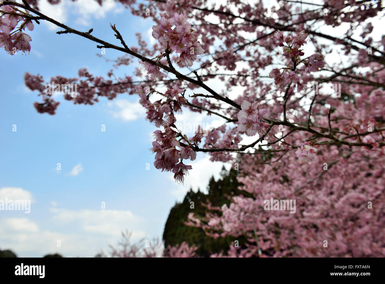 Pink bloom in Taiwan Stock Photo - Alamy