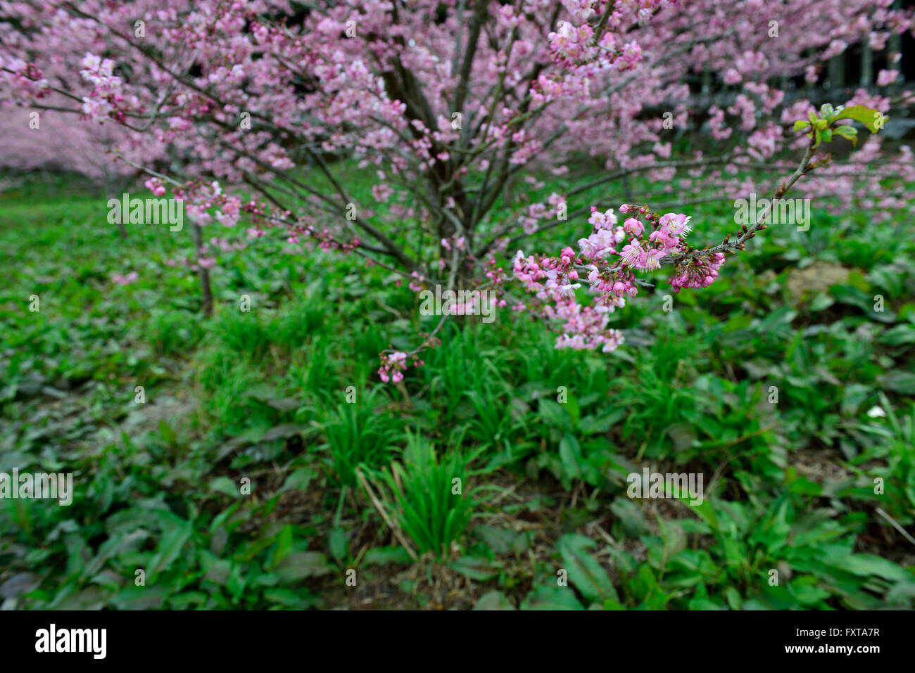 Pink bloom in Taiwan Stock Photo - Alamy