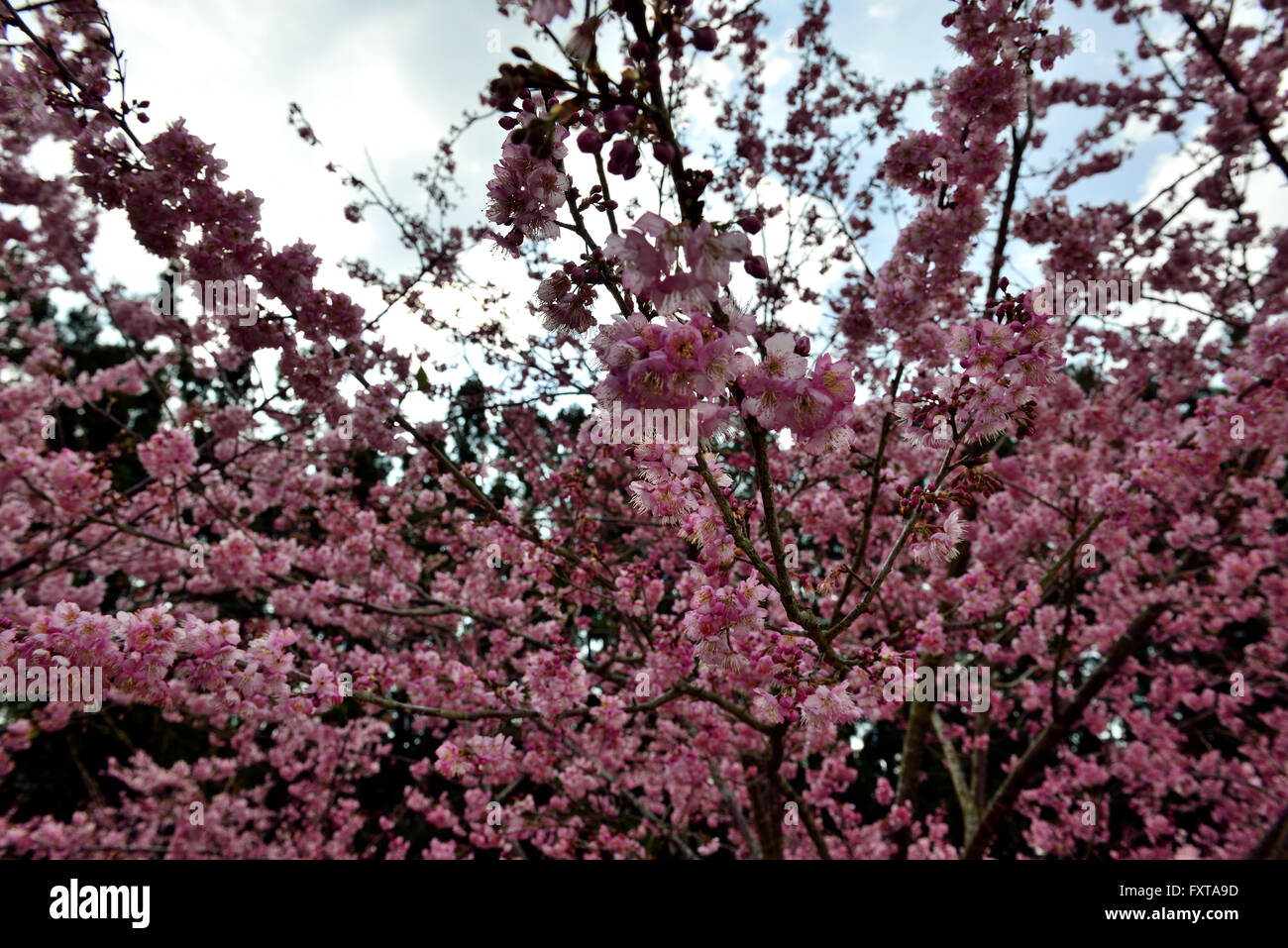 Pink bloom in Taiwan Stock Photo - Alamy