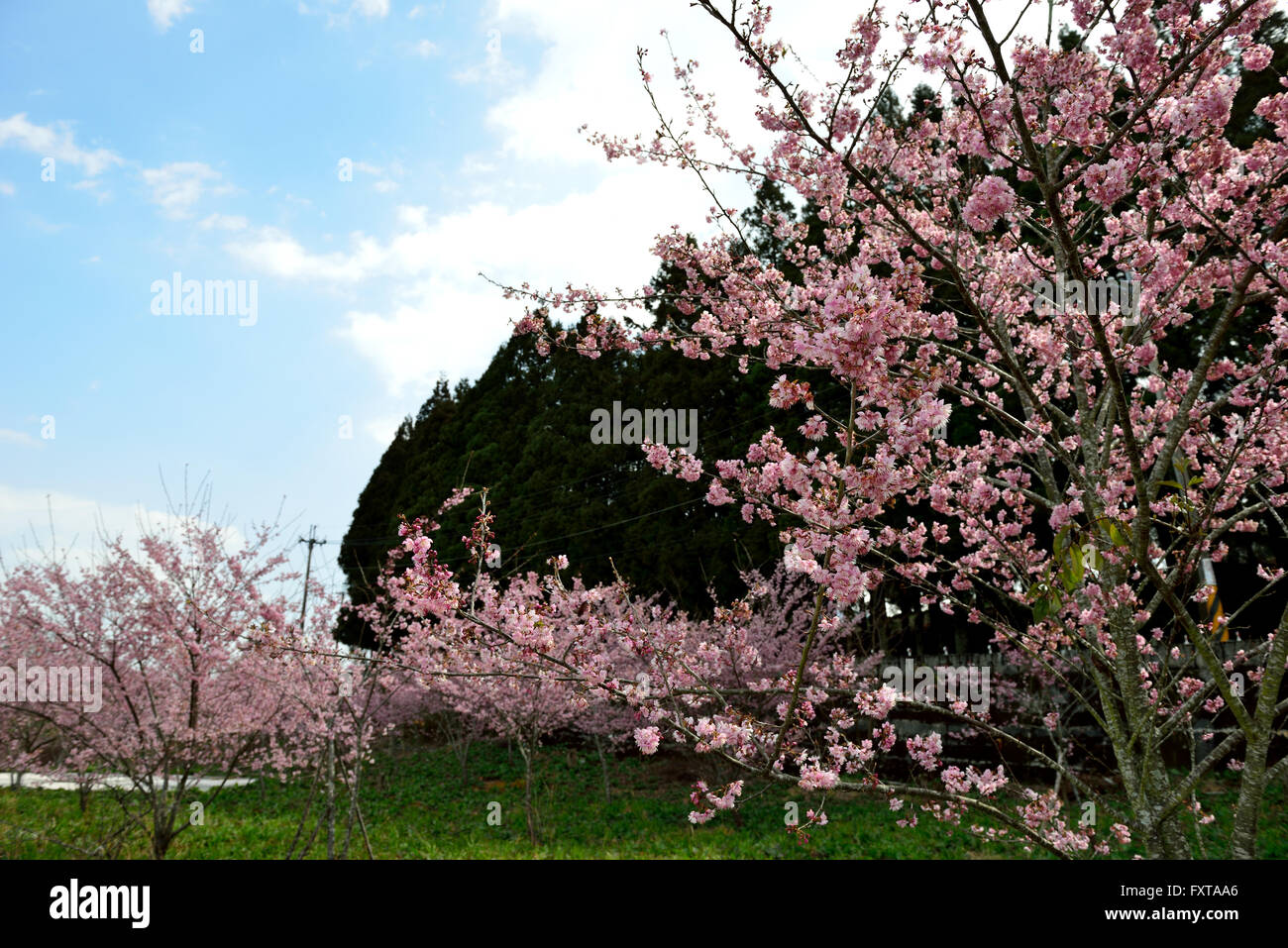 Pink bloom in Taiwan Stock Photo - Alamy