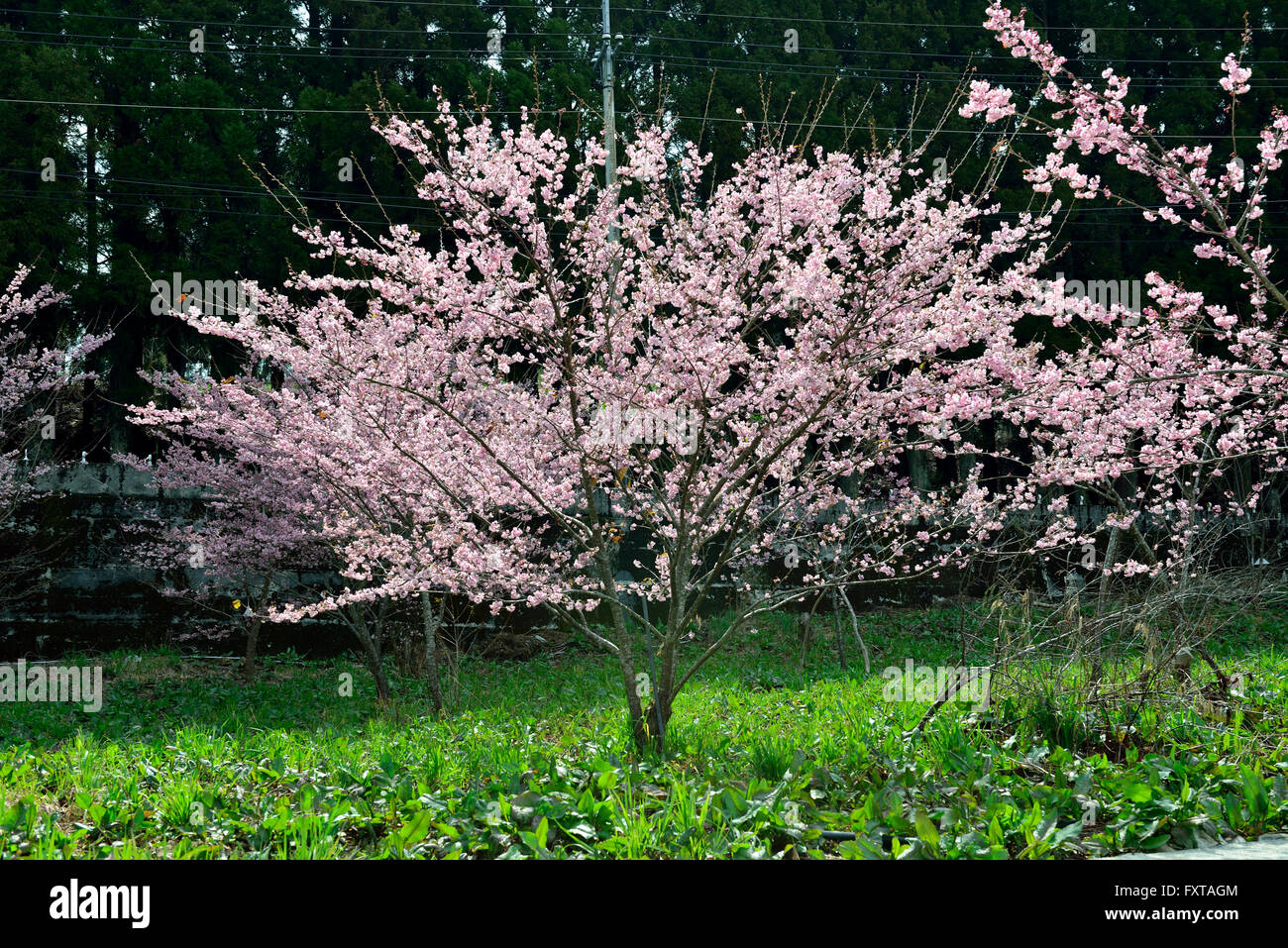 Pink bloom in Taiwan Stock Photo - Alamy
