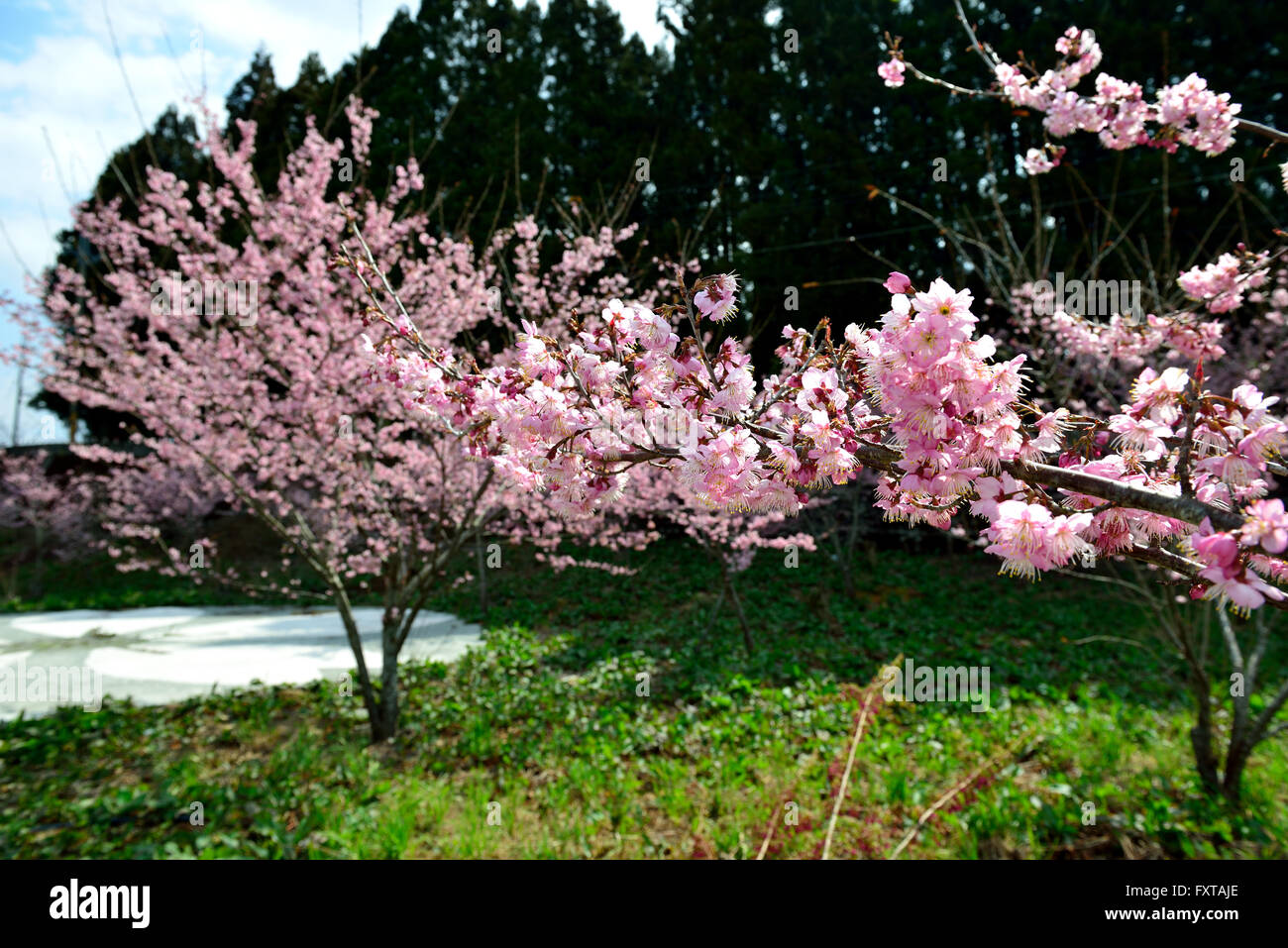Plum blossoms taiwan hi-res stock photography and images - Alamy