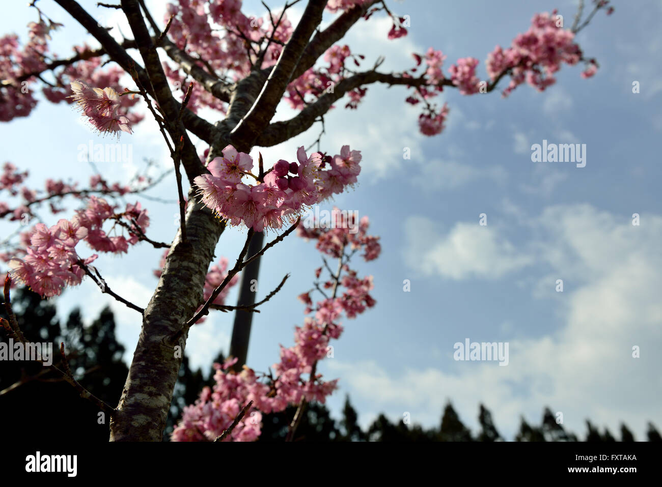 Pink bloom in Taiwan Stock Photo - Alamy