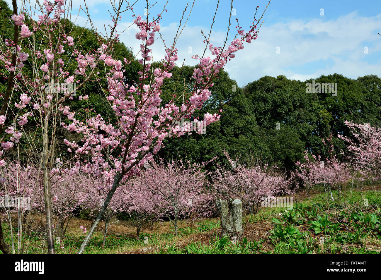 Pink bloom in Taiwan Stock Photo - Alamy