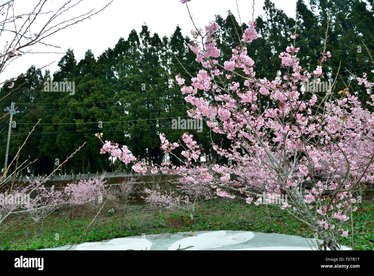 Pink bloom in Taiwan Stock Photo - Alamy