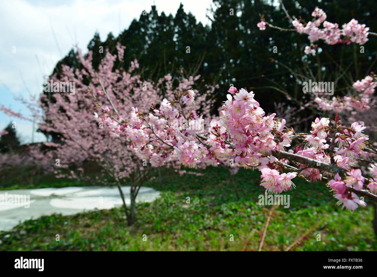 Pink bloom in Taiwan Stock Photo - Alamy
