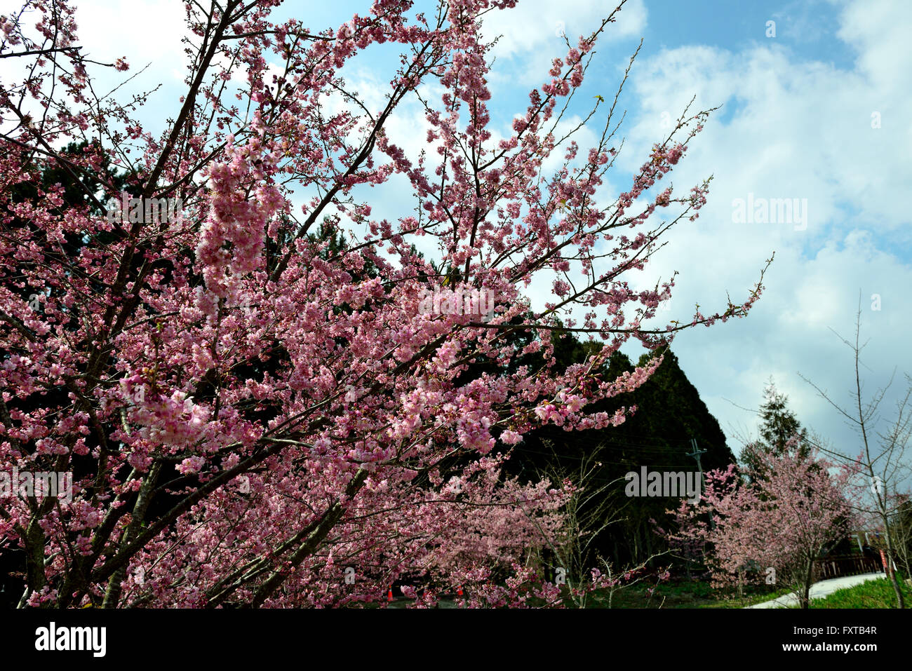 Pink bloom in Taiwan Stock Photo - Alamy