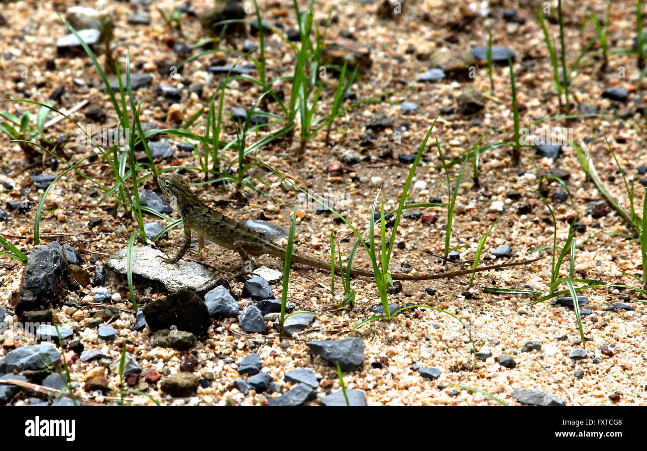 Little green long-tailed lizard in the sand Stock Photo - Alamy