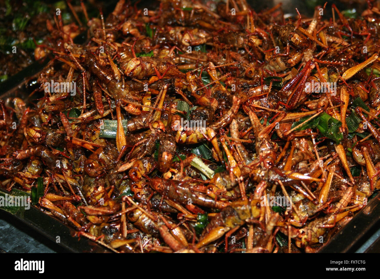 National Asian cuisine insects after grilling in oil Stock Photo - Alamy