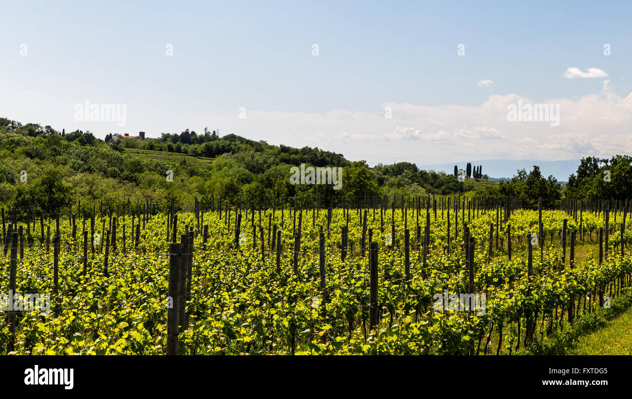 grapevine cultivation in the italian countryside in a stormy summer day ...