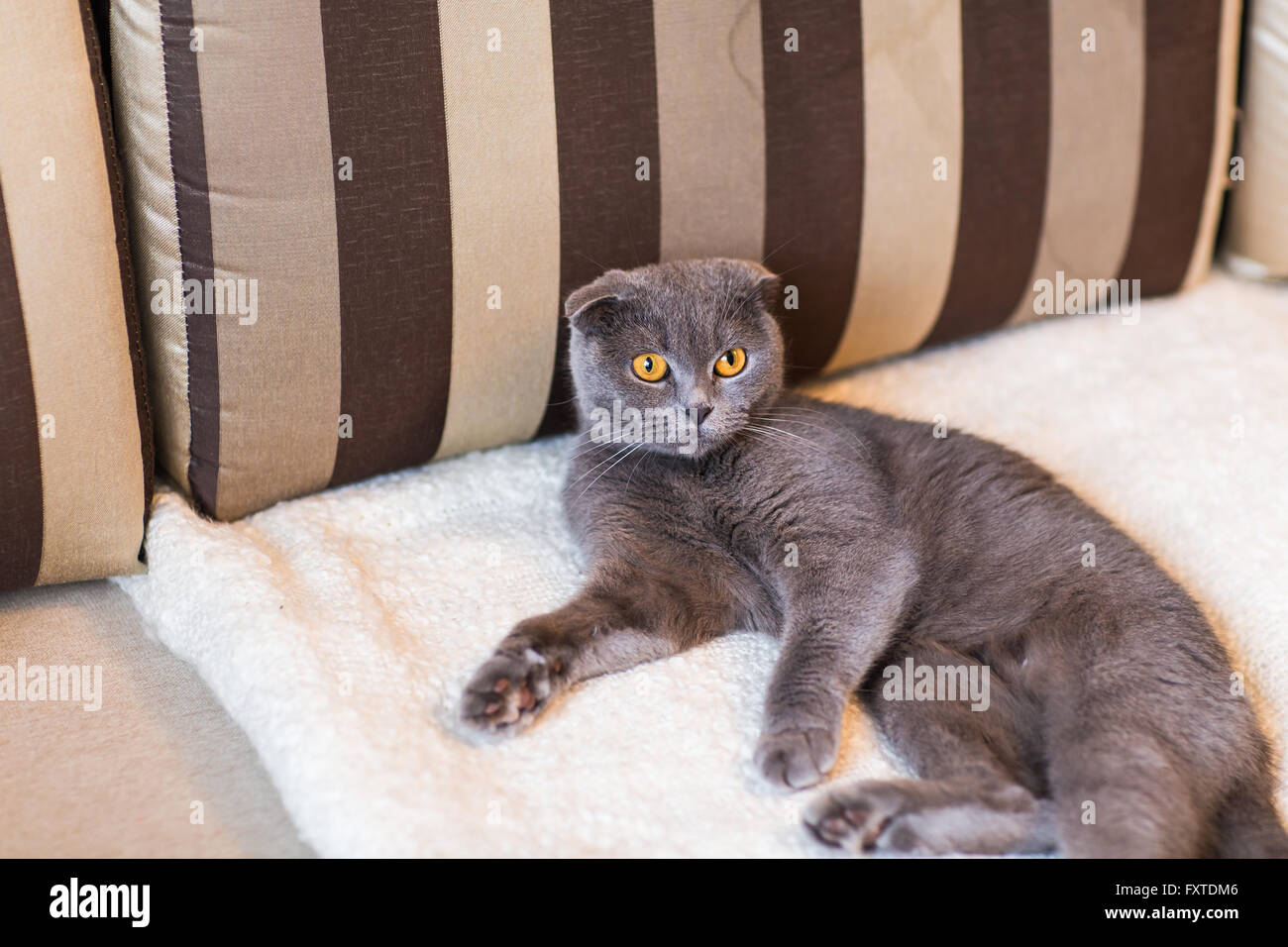 cute funny grey cat relaxing on the couch Stock Photo - Alamy