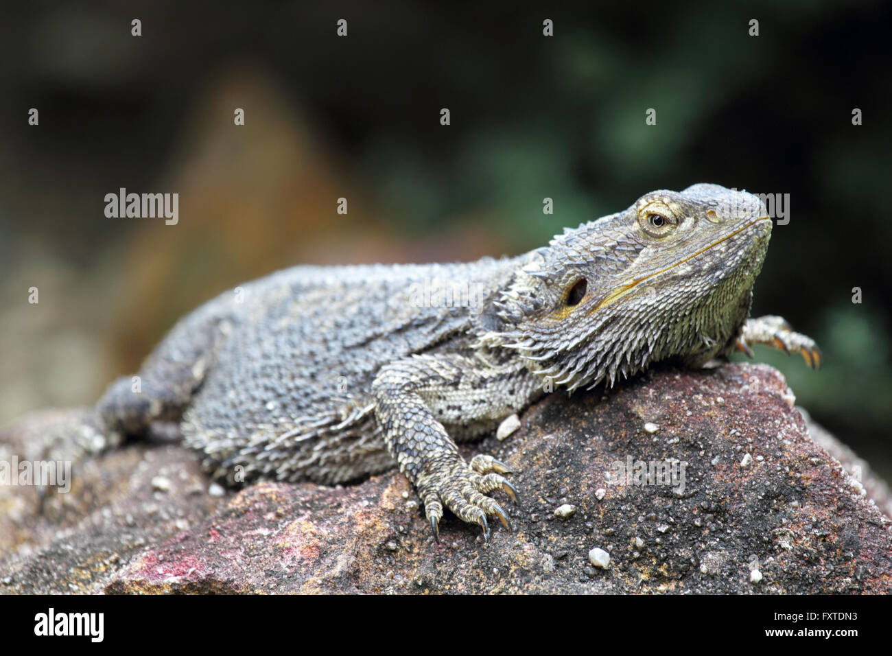 Eastern bearded dragon (Pogona barbata) in Queensland, Australia Stock ...