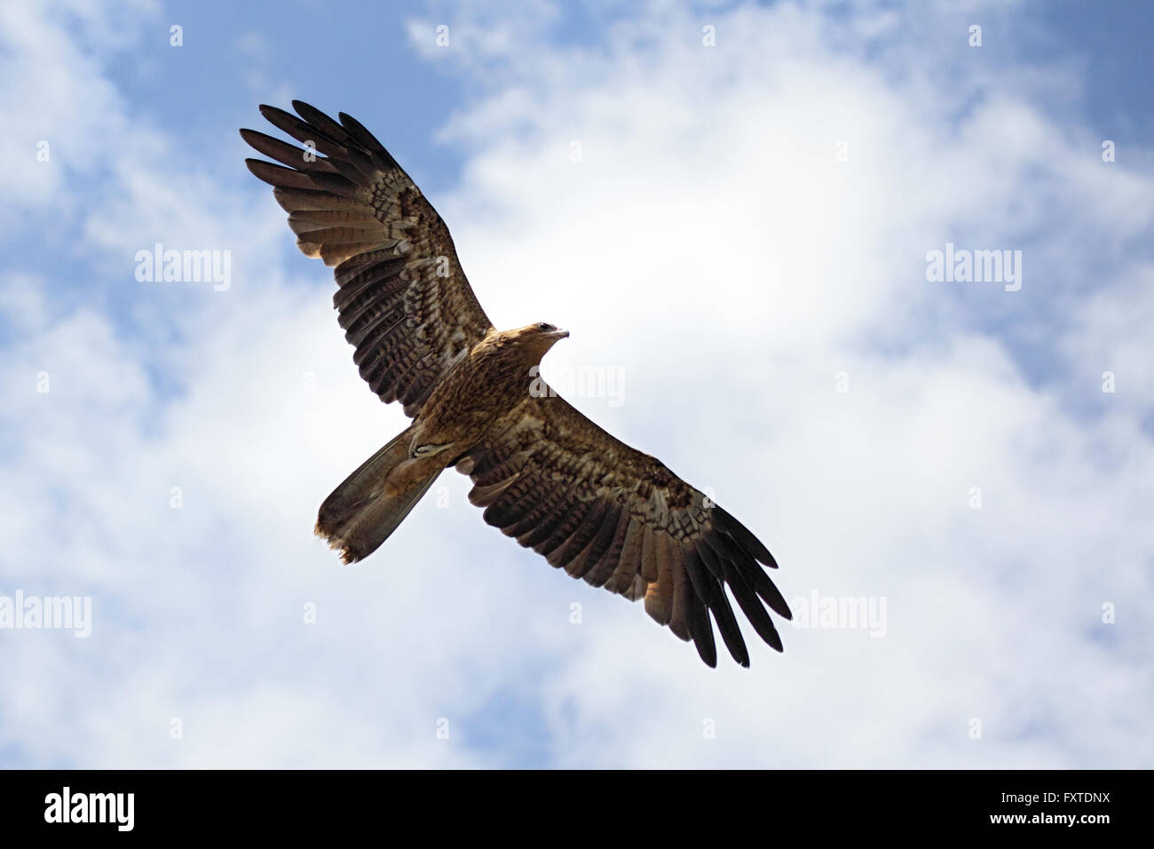 Whistling Kite (Haliastur sphenurus) in flight in Queensland, Australia ...