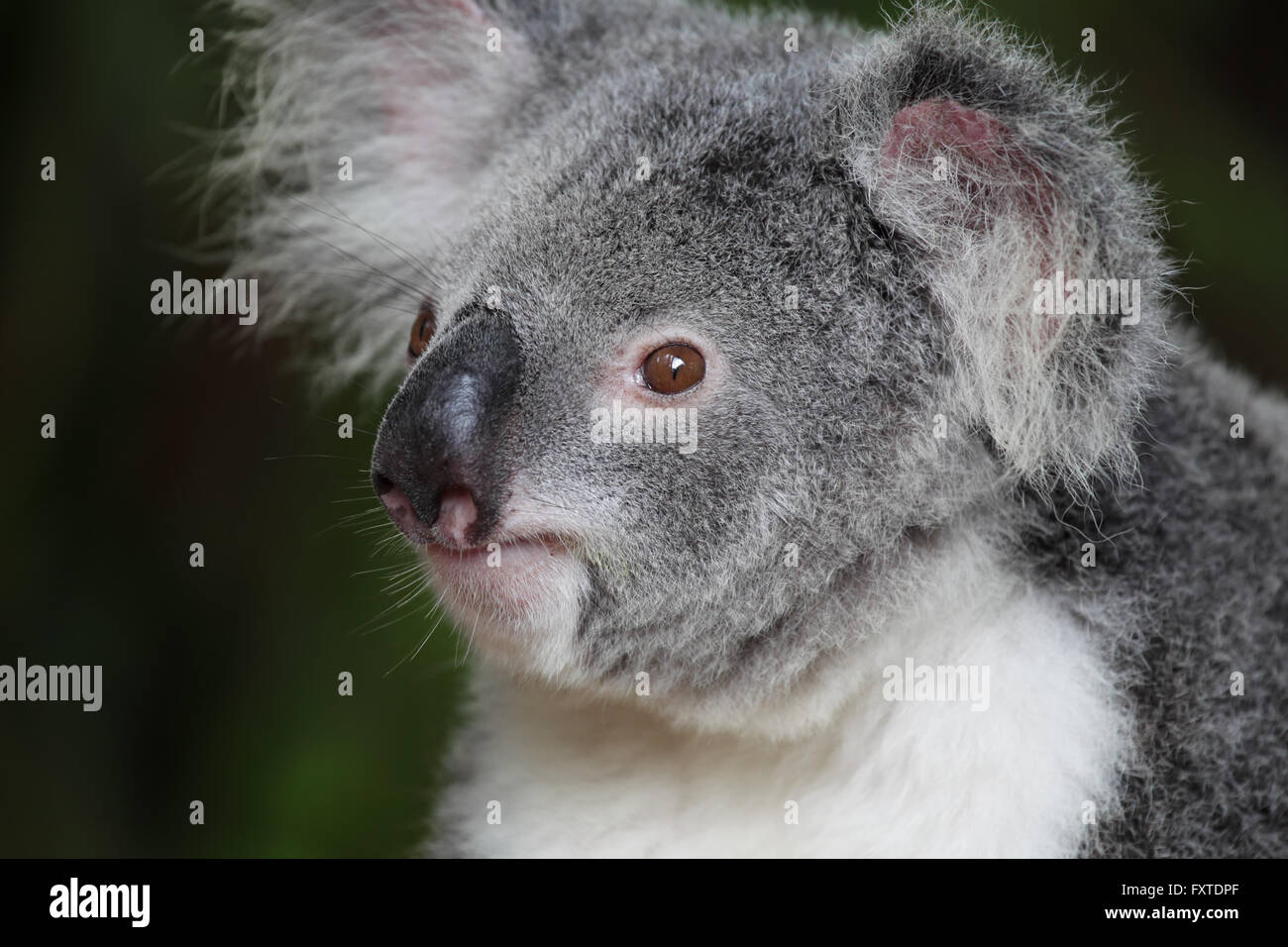 Koala head hi-res stock photography and images - Alamy