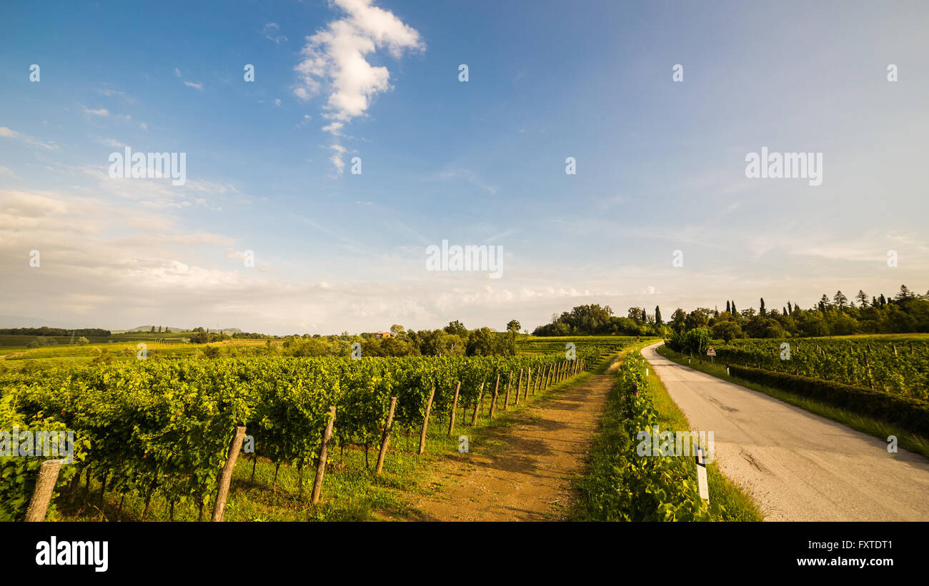 grapevine cultivation in the italian countryside in a stormy summer day ...