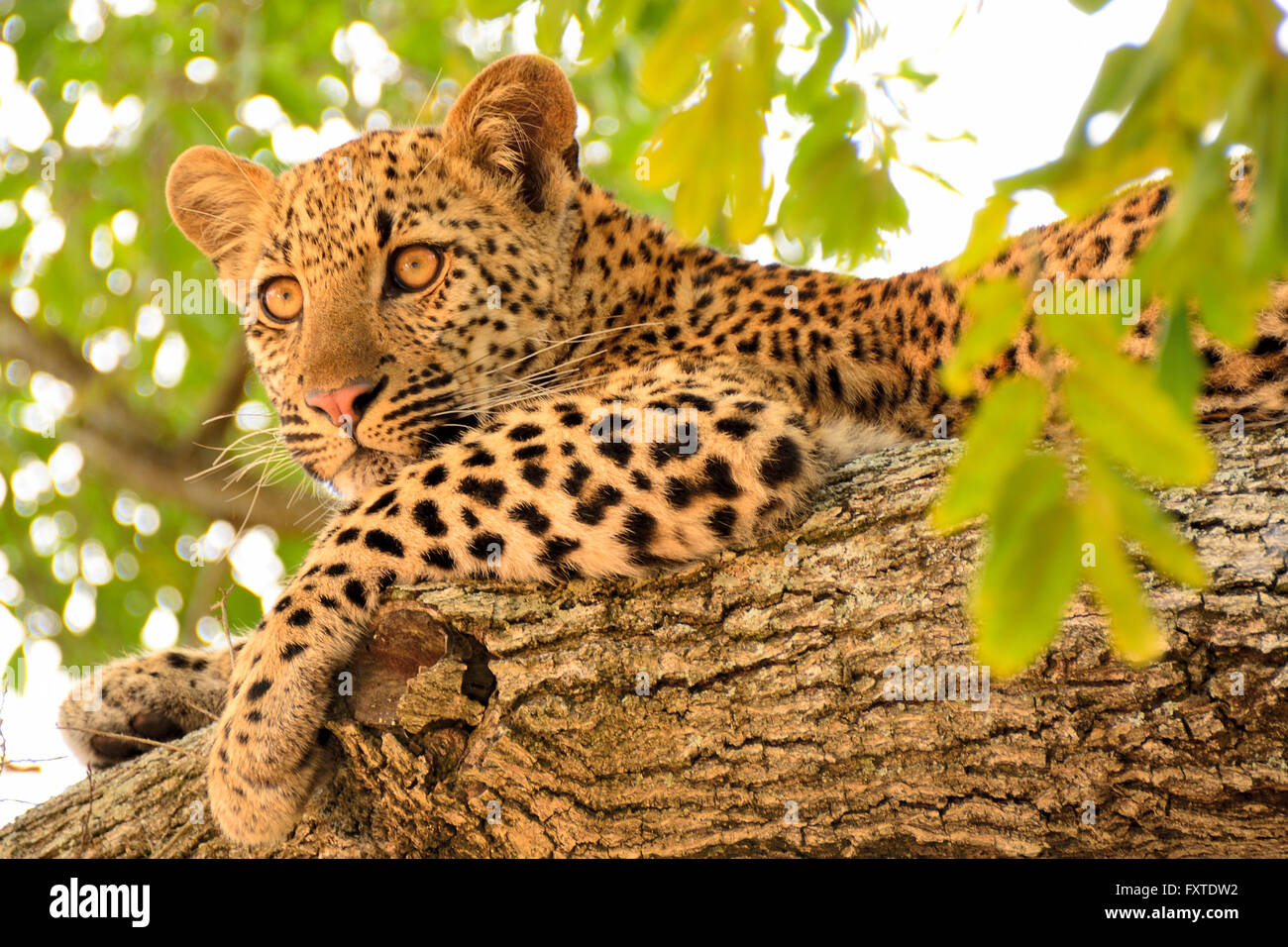 Young leopard cub lying high in a tree on a large branch observing the ...