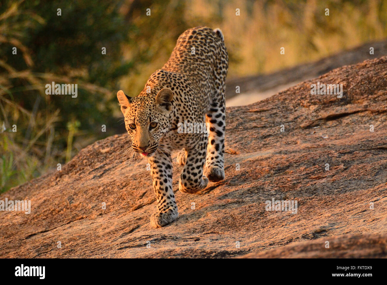Young Leopard cub, Panthera Pardus, descending from a rocky outcrop in ...