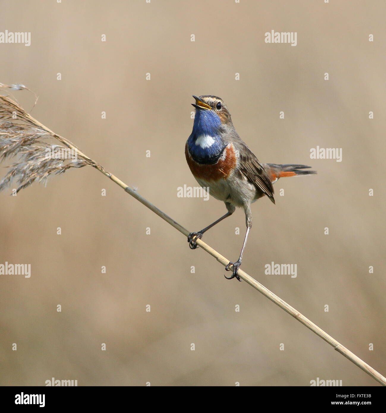 Springtime male European White spotted Bluethroat (Luscinia svecica ...