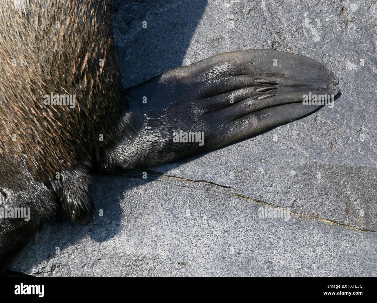 Hind feet showing hi-res stock photography and images - Alamy