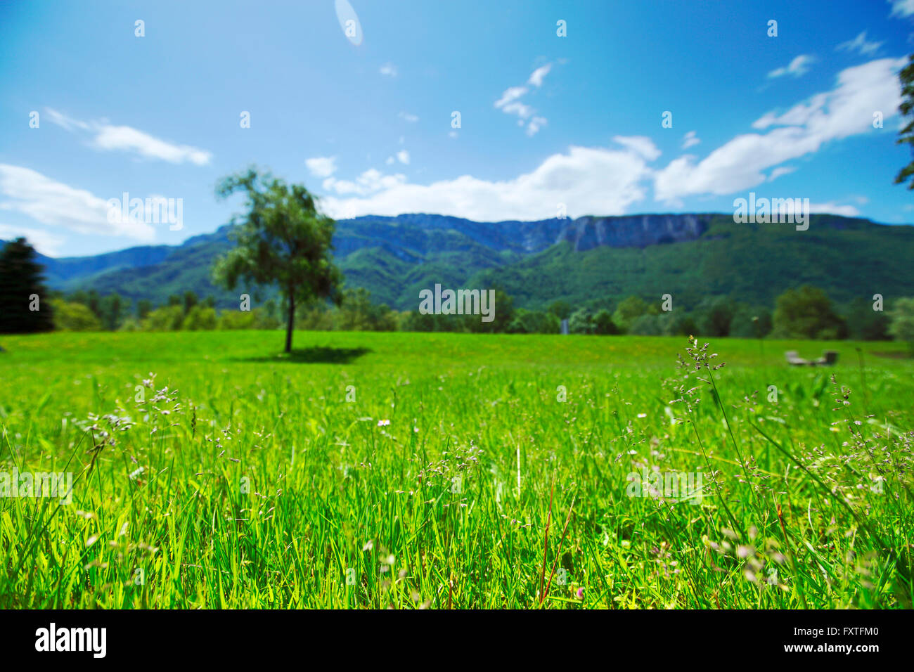 a beautiful view of the alps tree on grass field Stock Photo - Alamy