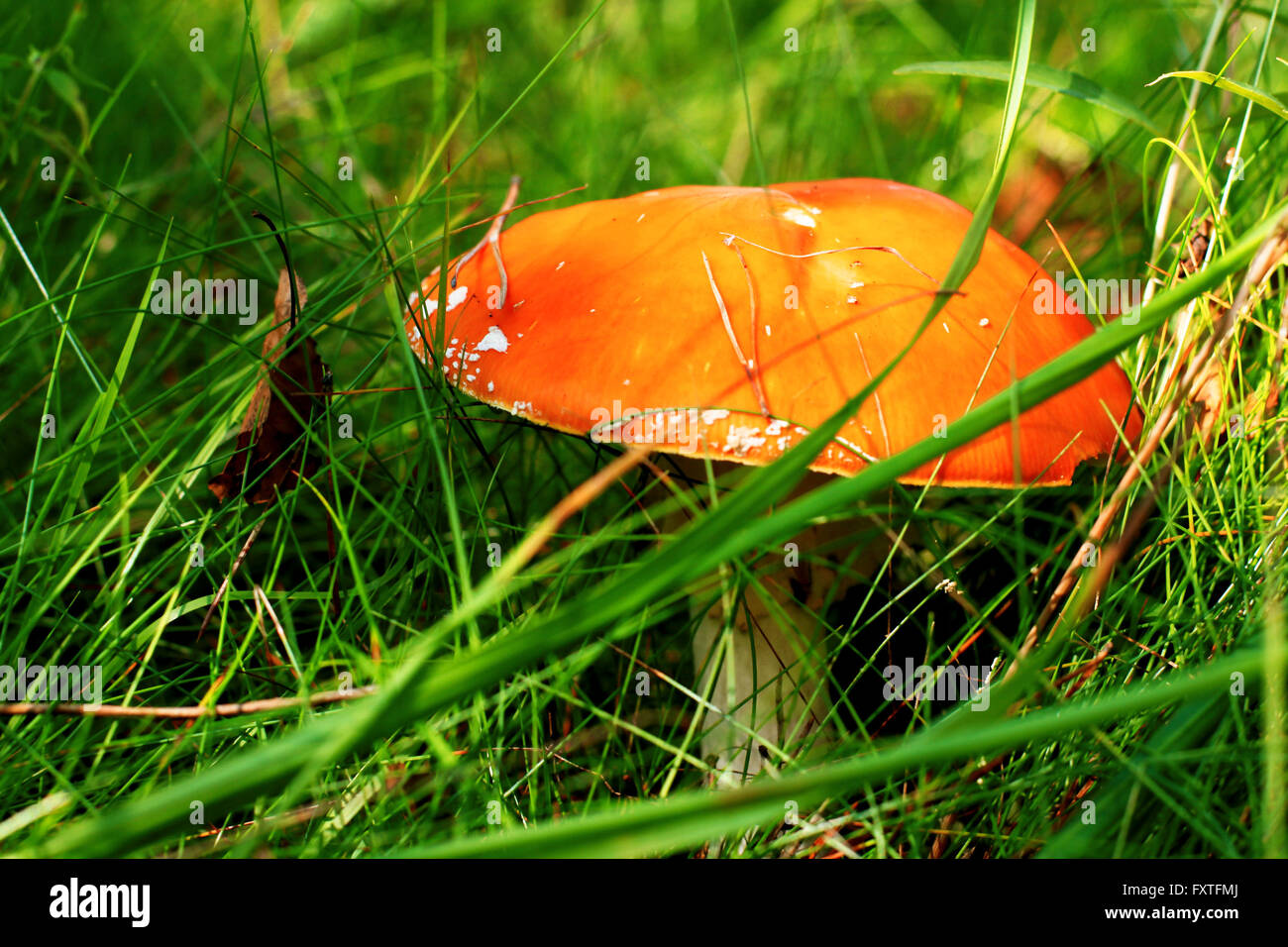 Mushroom in grass Stock Photo - Alamy