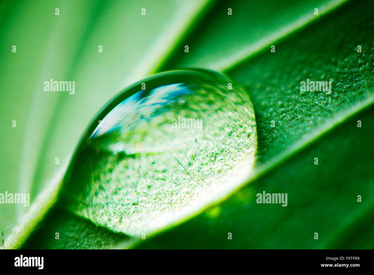 water drop macro close up Stock Photo - Alamy