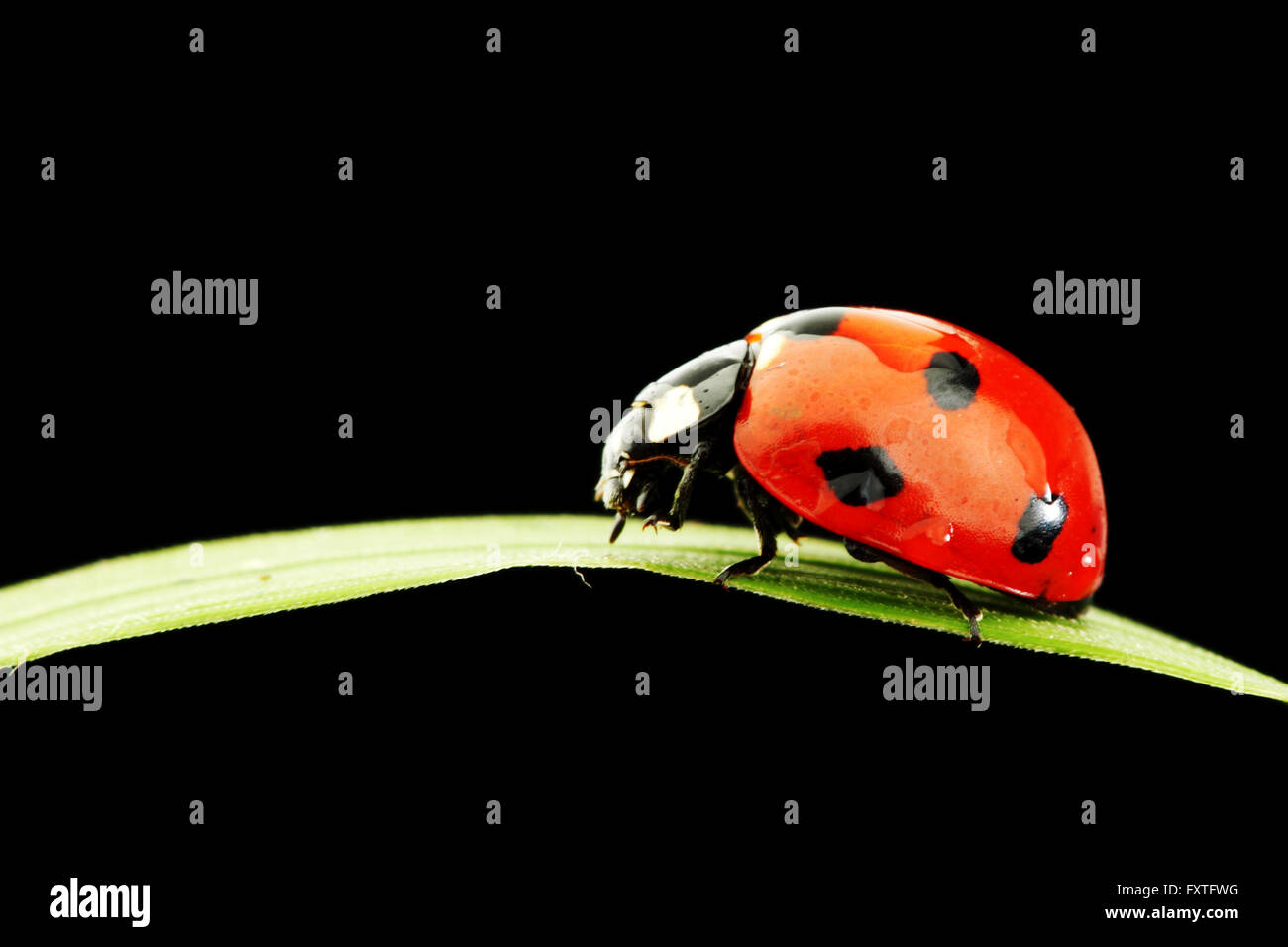 ladybug on grass isolated black background Stock Photo - Alamy